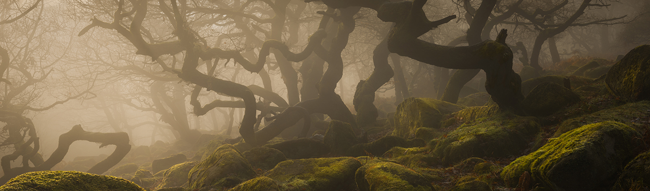 What Lurks in a Drowned Forest in Alabama? - Nautilus