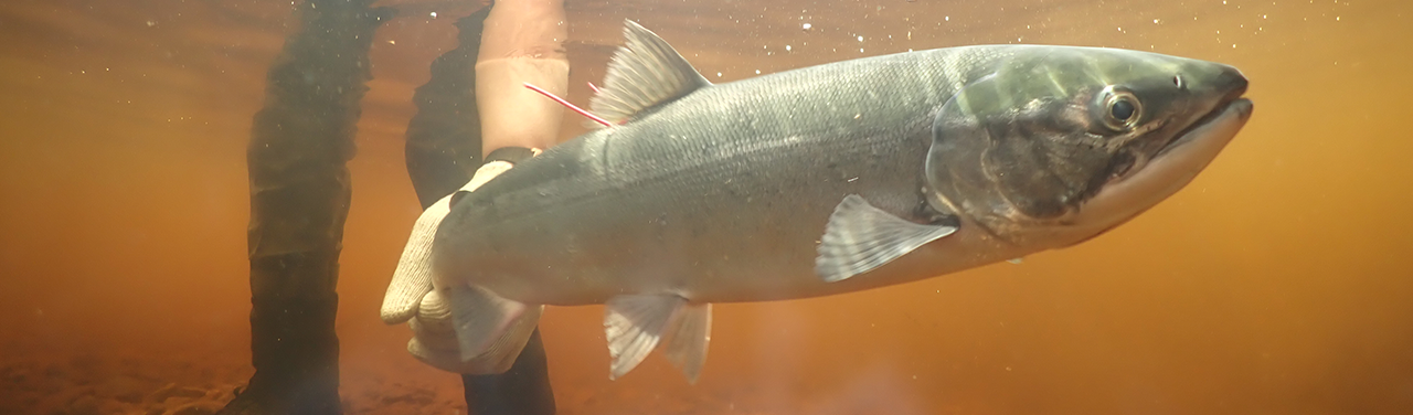 The Genius of Fishing with Tidal Weirs - Nautilus